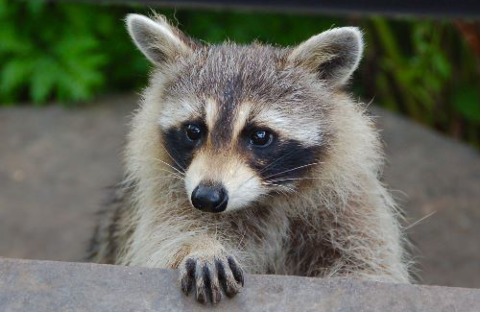 Animal Trapping | AFEDERAL Exterminating -- Most Qualified & Affordable ...