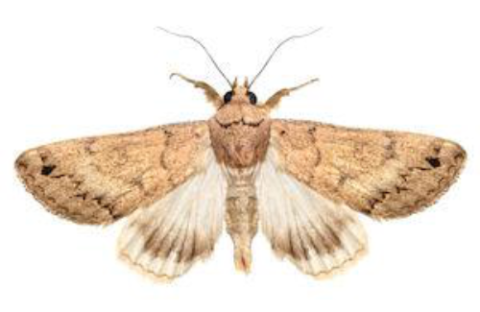 Moths | Afederal Exterminating -- #1 Pest Control Experts in Brooklyn, NY